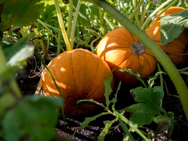 Sesonkiherkusta kurpitsasta on moneksi - Aitoa Arkiruokaa