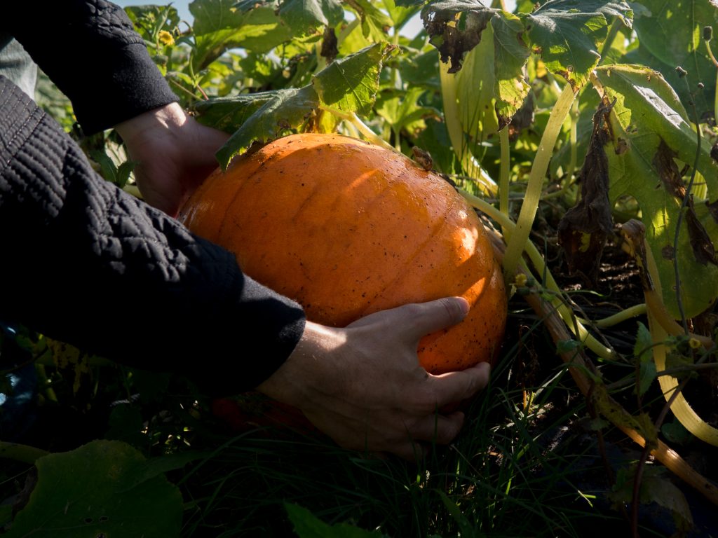Sesonkiherkusta kurpitsasta on moneksi - Aitoa Arkiruokaa